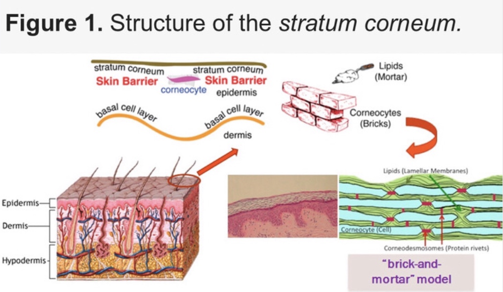 Skin Barrier: Deep Dive – Skin Science by Mira